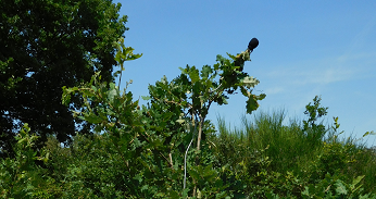 SonoChiro® 4.0 : Methodology